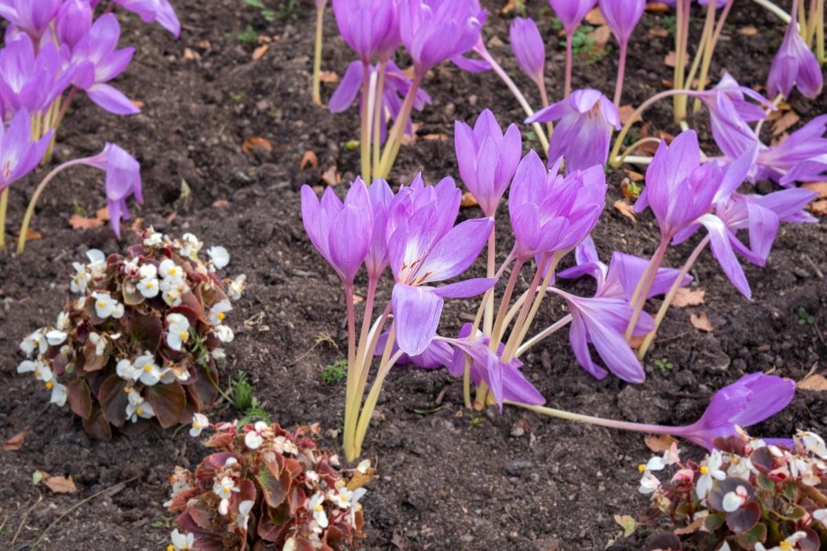 Autumn-flowering bulbs to brighten your garden – Verdant