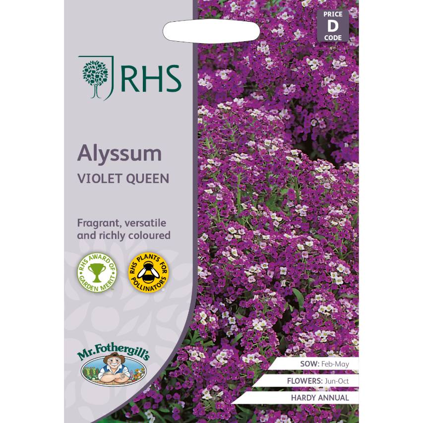 RHS alyssum Violet Queen - Verdant
