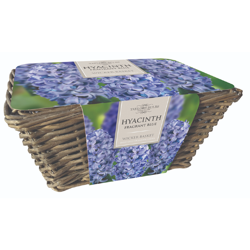 Indoor Blue Hyacinths & Wicker Basket Gift Set - Verdant